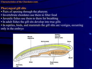 Invertebrate Chordates