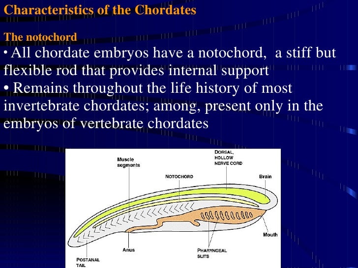 Chordata Meaning