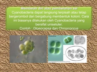 12 ciri khusus cyanobacteria | PPTX
