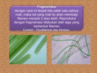 12 ciri khusus cyanobacteria | PPTX