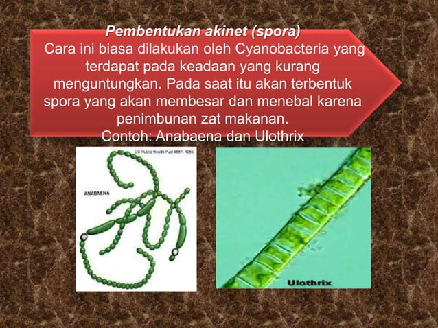 12 ciri khusus cyanobacteria | PPTX