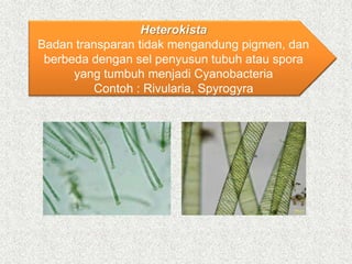 12 ciri khusus cyanobacteria | PPTX
