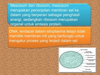 12 ciri khusus cyanobacteria | PPTX