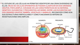 Células vegetales y animales biología secundaria | PPTX