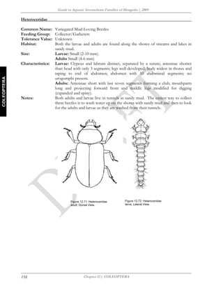12Coleoptera order aquatic beetles key Coleoptera families | PDF