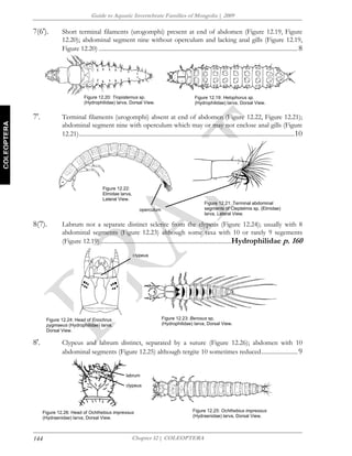 12Coleoptera order aquatic beetles key Coleoptera families | PDF