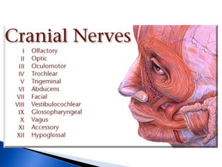 12 cranial nerves | PPTX