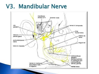 12 cranial nerves | PPTX