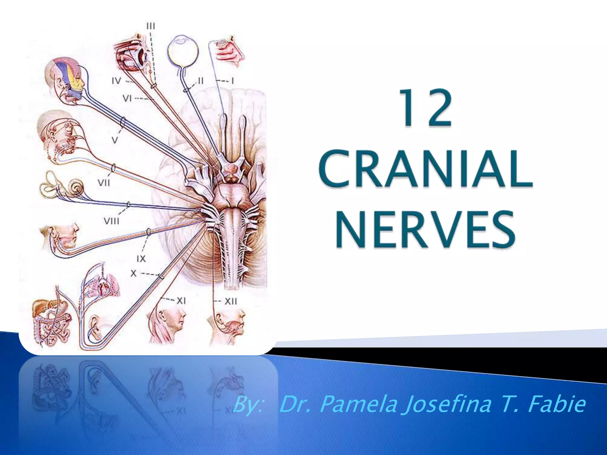 12 cranial nerves | PPTX
