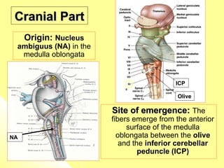 Anatomy 12 pair Cranial Nerves 11 & 12 .pptx