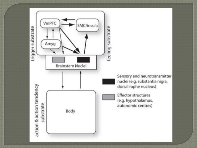 Presentation For Affective Neuroscience On Somatic Marker Hypothesis