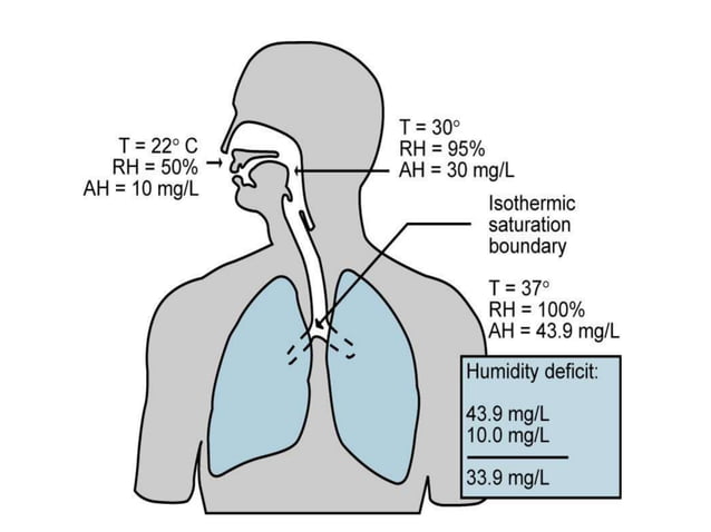 Humidification | PPTX | Lung and Respiratory Health | Diseases and ...
