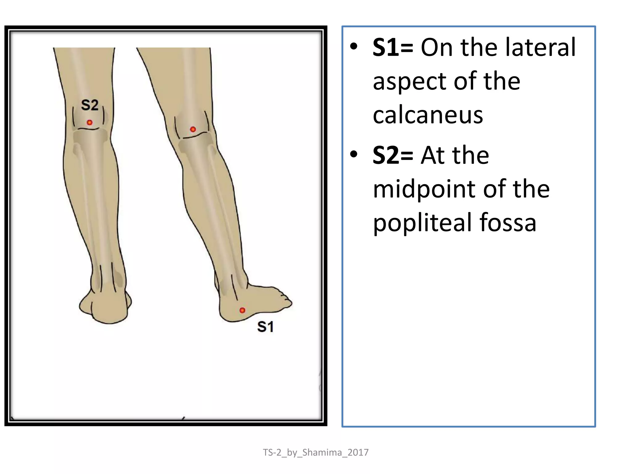 DERMATOME.pptx