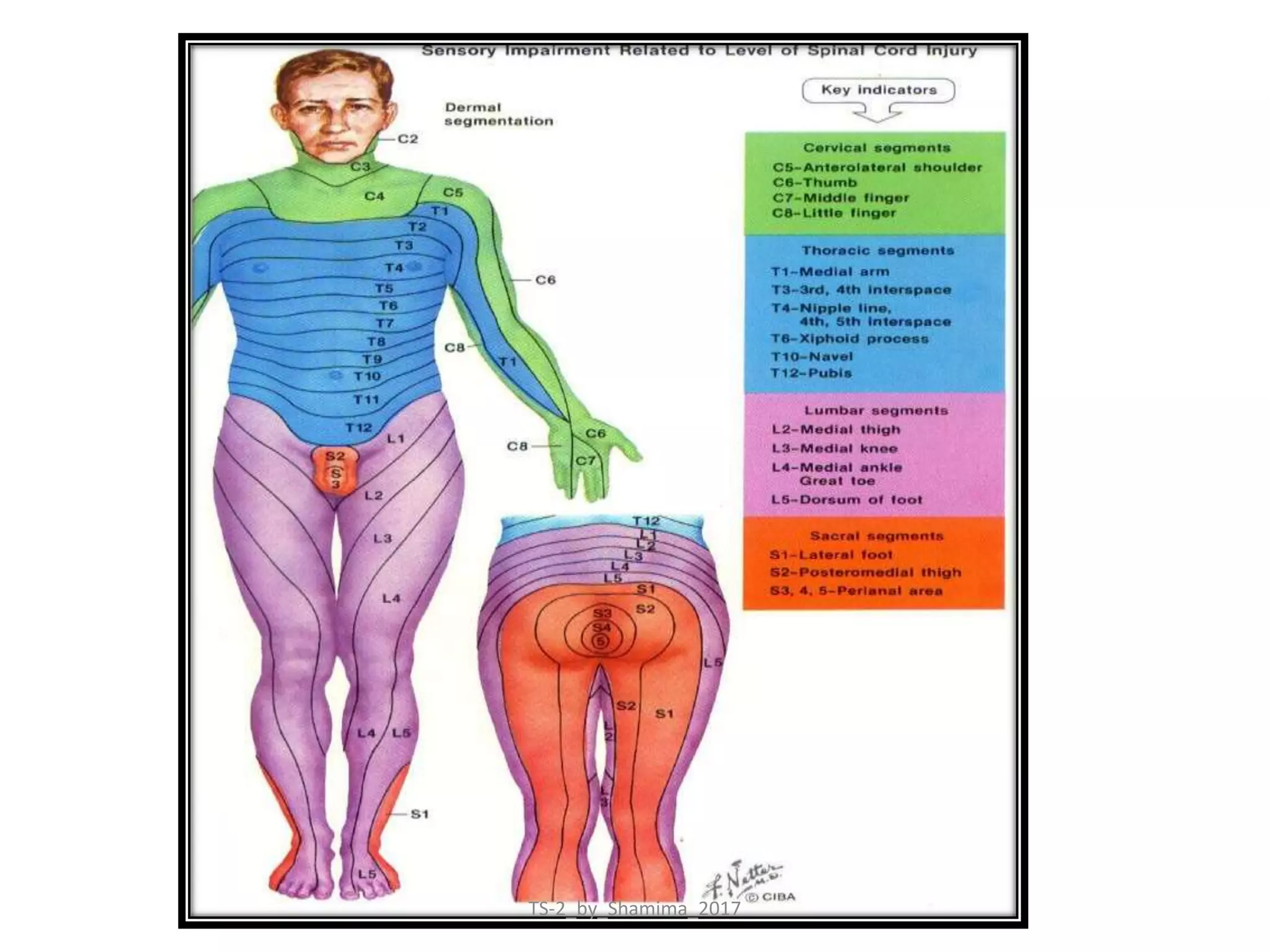 Dermatome Pptx