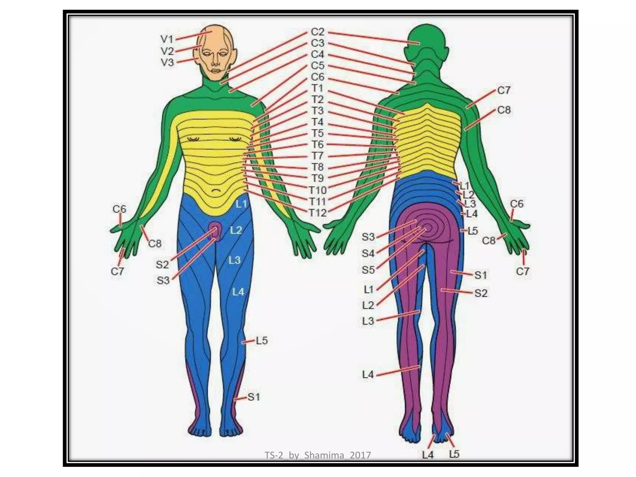DERMATOME.pptx