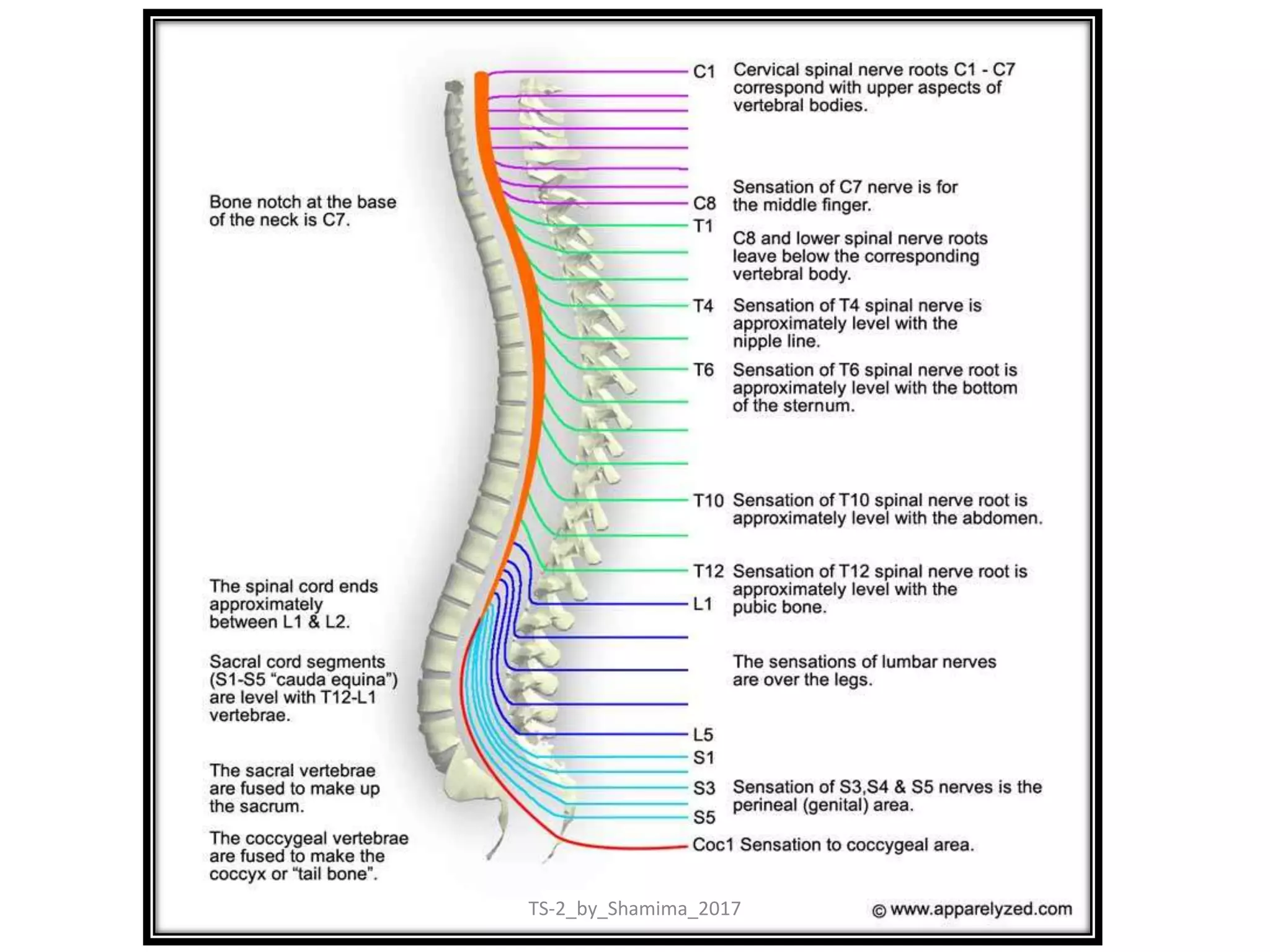 Dermatome Pptx