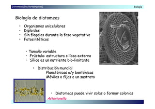 Diagrama De Diatomeas
