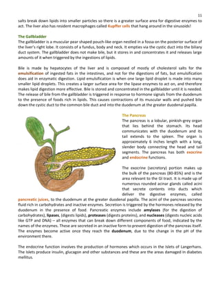 #12. Digestive Anatomy Lecture Notes.pdf