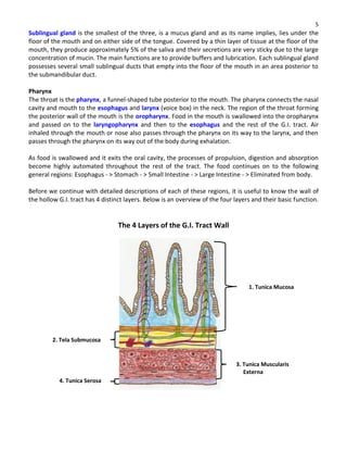 #12. Digestive Anatomy Lecture Notes.pdf