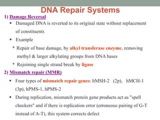 DNA repair | PPT