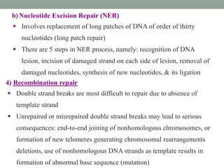DNA repair | PPT