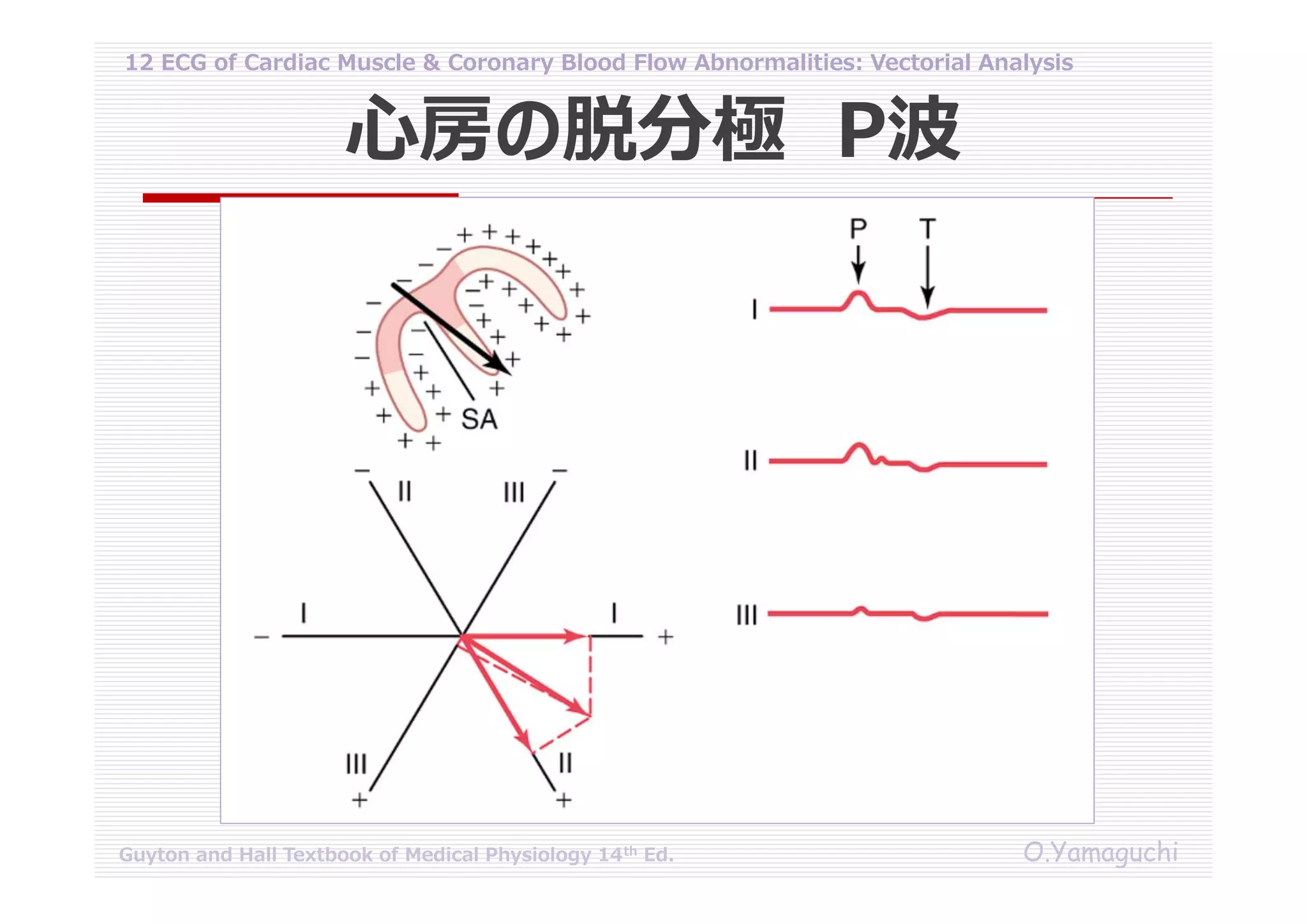 12 ecg of cardiac muscle & coronary blood flow abnormalities vectorial ...