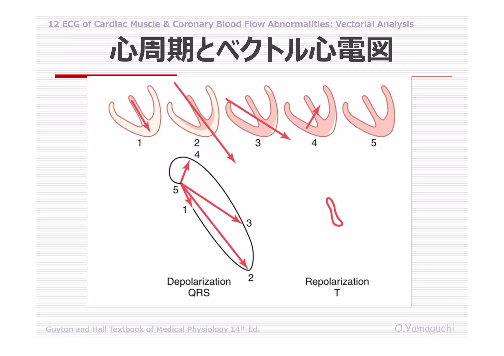 12 ecg of cardiac muscle & coronary blood flow abnormalities vectorial ...