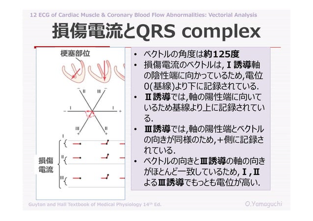 12 ecg of cardiac muscle & coronary blood flow abnormalities vectorial ...