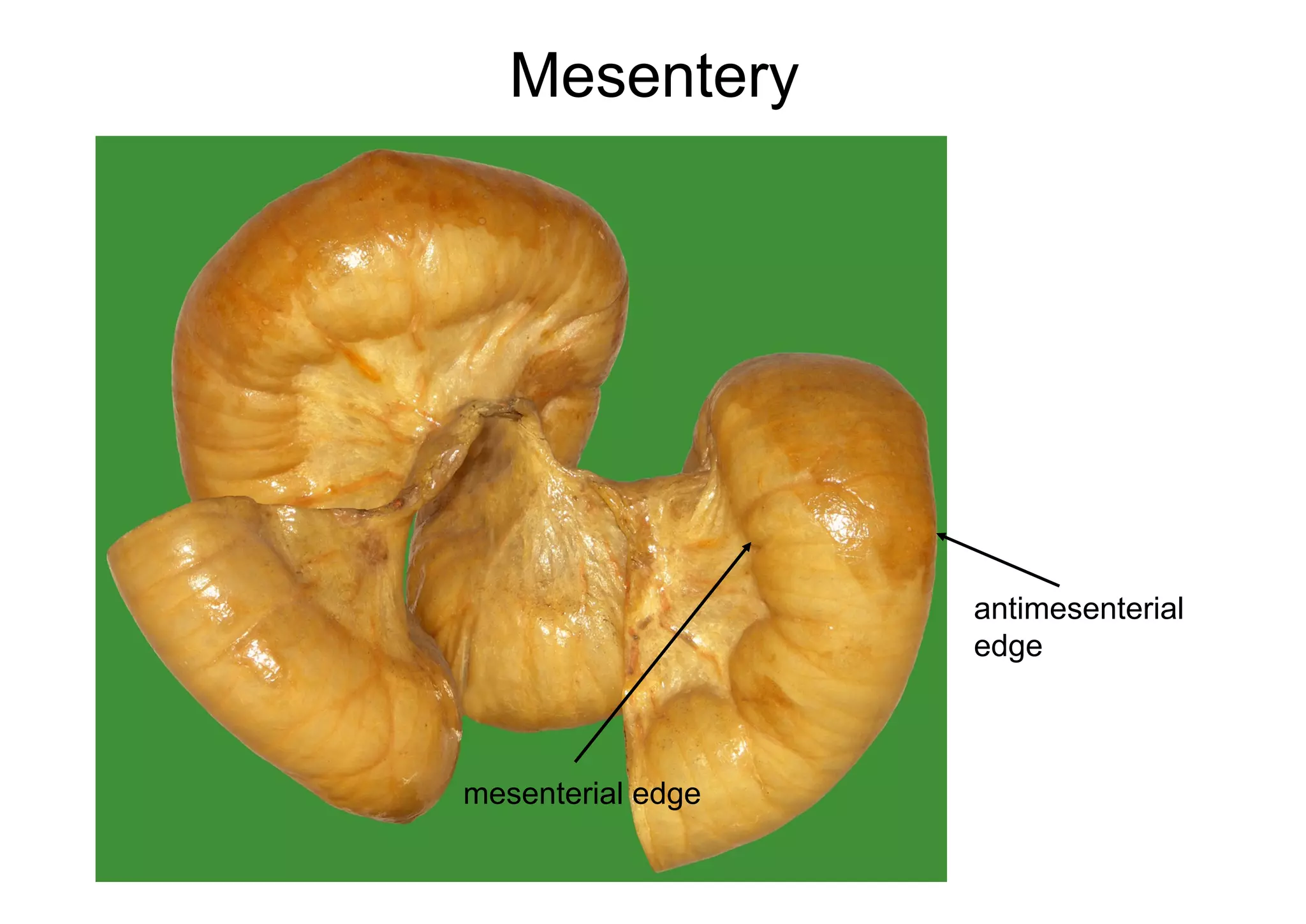12e mesentery | PDF