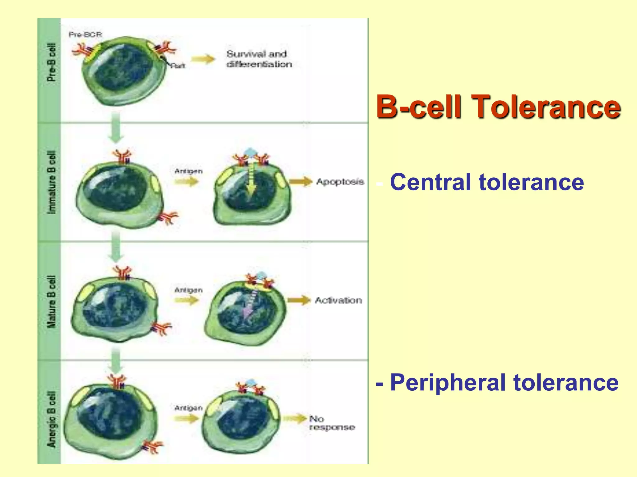 Immunological tolerance | PPTX