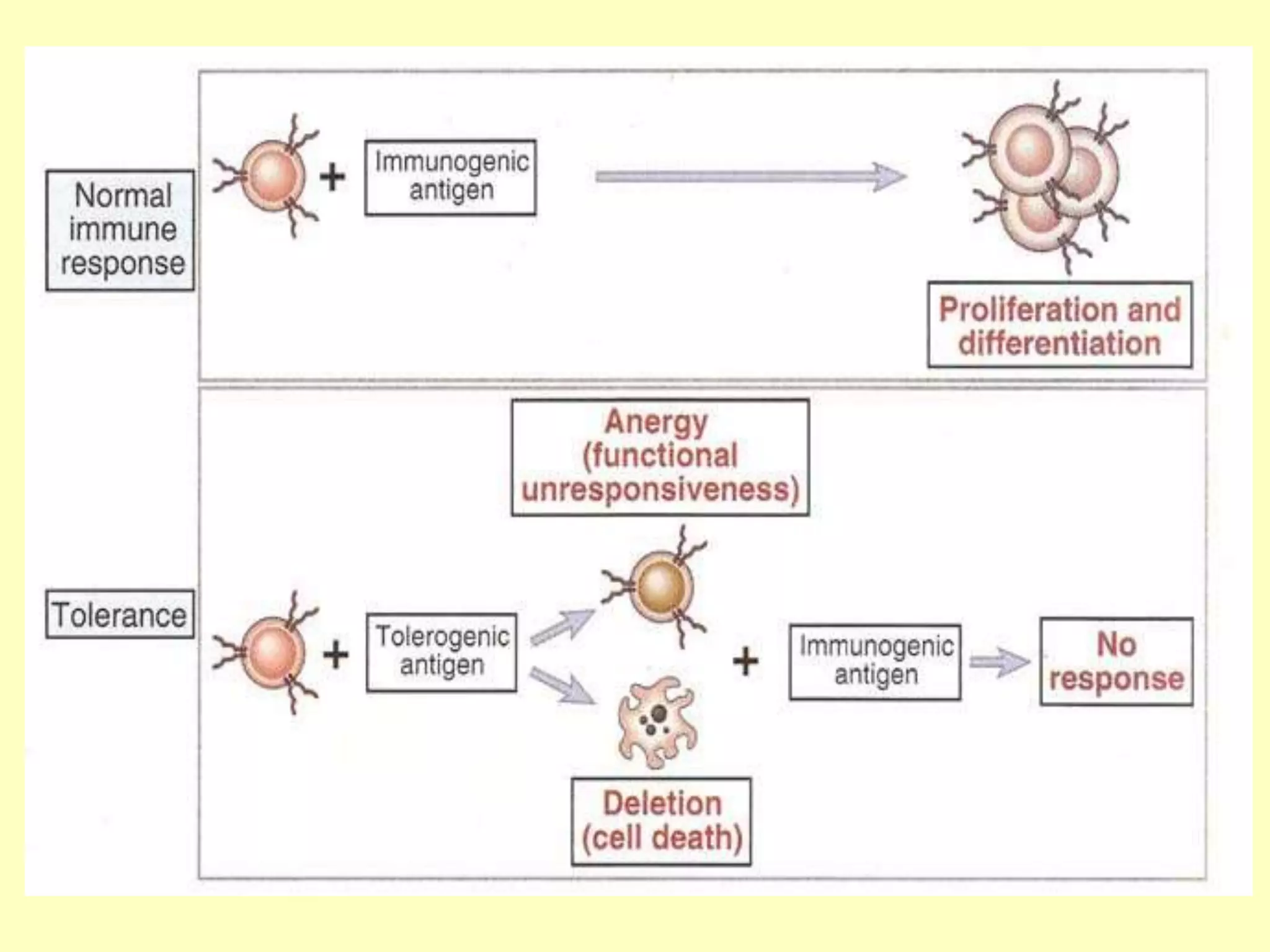 Immunological tolerance | PPTX