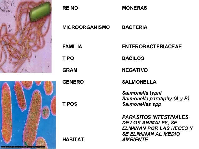Enterobacterias salmonella