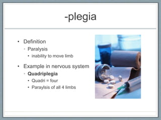 Chapter 12 Nervous System | PPT