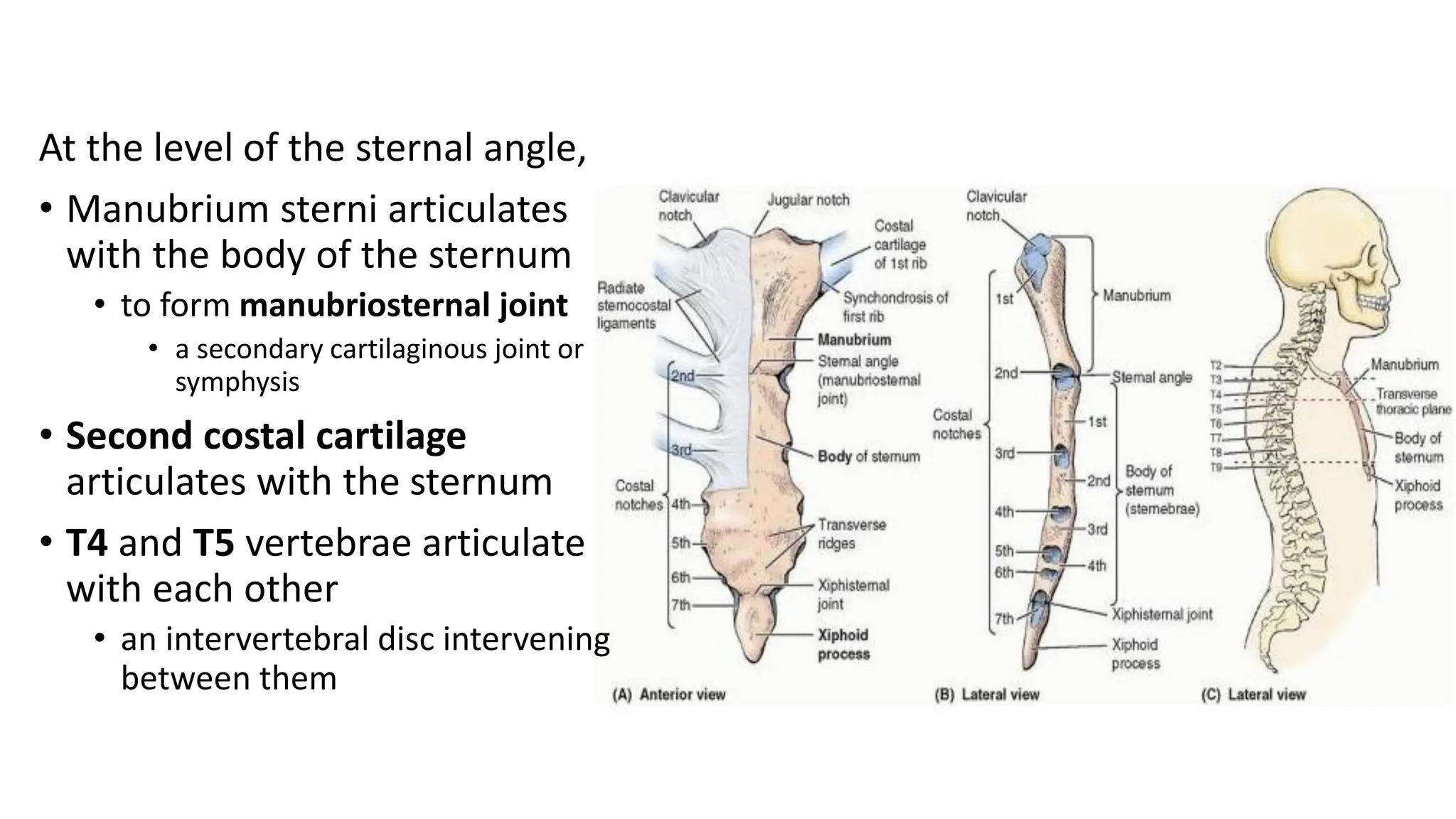 12_dEvents at Sternal Angle of Louis.pdf