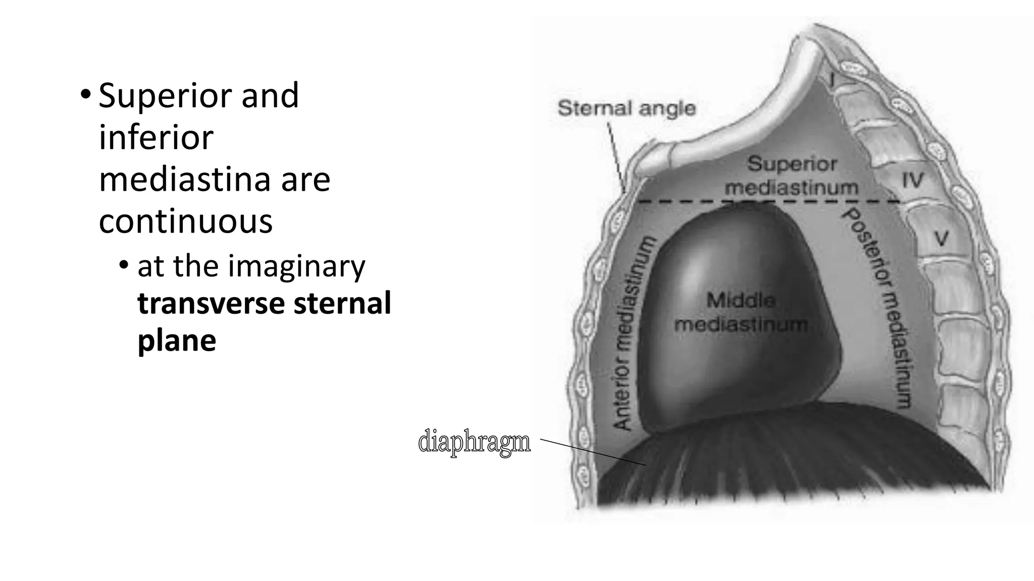 12_dEvents at Sternal Angle of Louis.pdf
