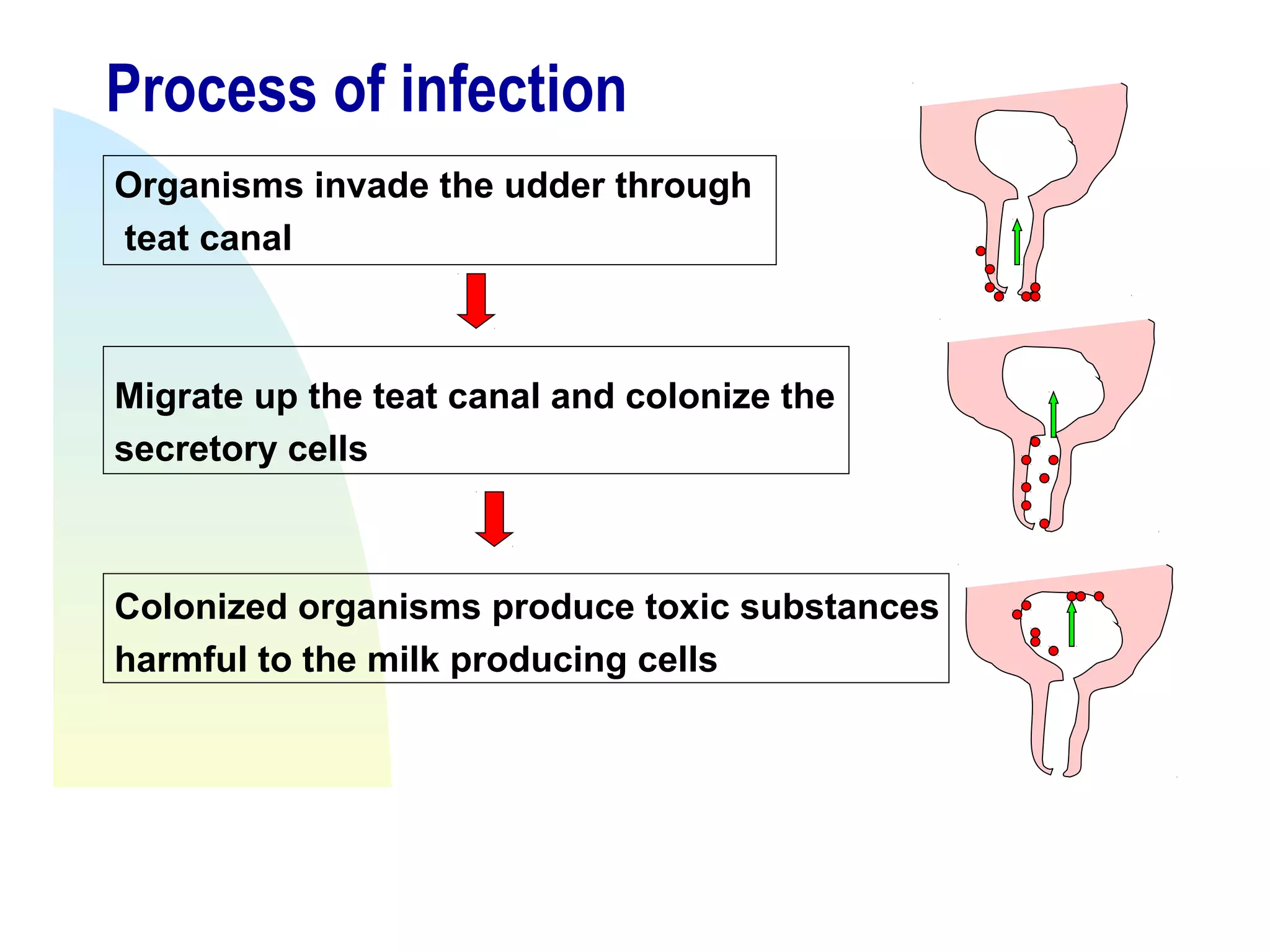 12 examination of the udder | PDF