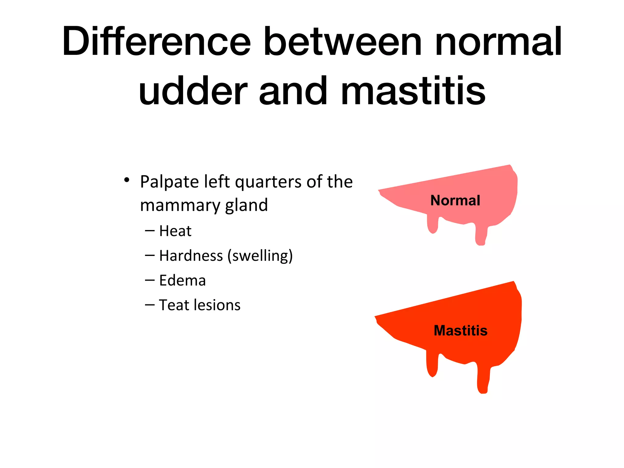 12 examination of the udder | PDF