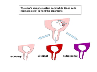12 examination of the udder | PDF