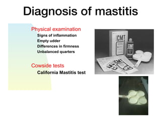 12 examination of the udder | PDF