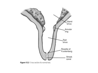 12 examination of the udder | PPT