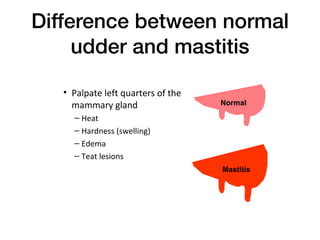 12 examination of the udder | PDF