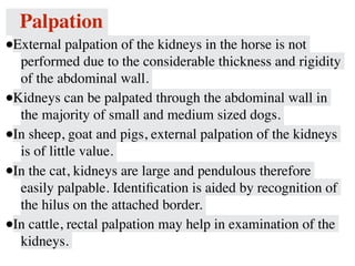 12 examination of the urogenital system | PDF