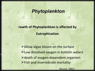 Phytoplankton | PPT