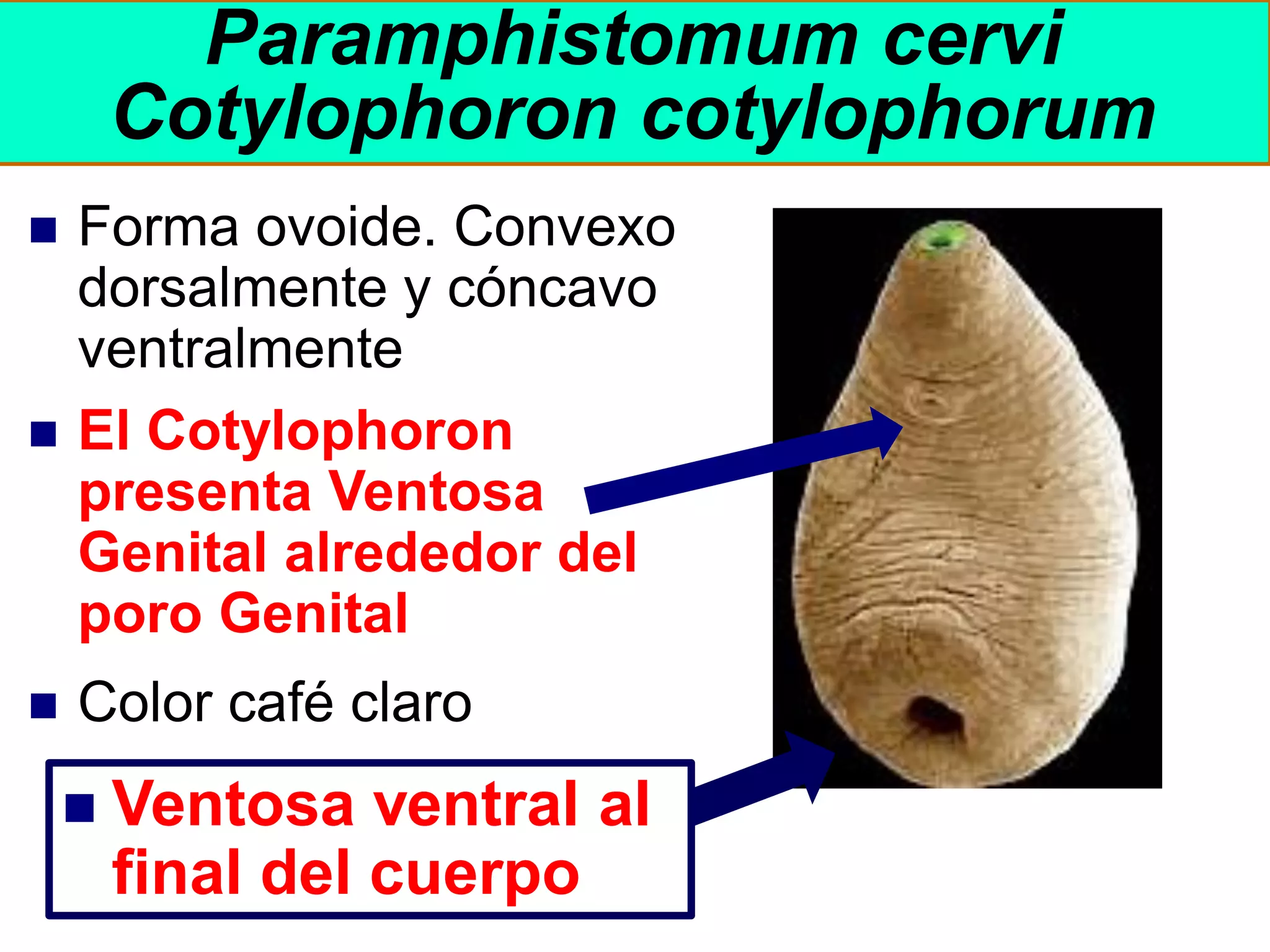 12 FLIA PARAMPHISTOMATIDAE.pdf