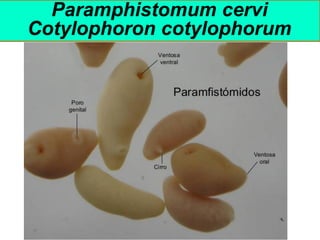 12 FLIA PARAMPHISTOMATIDAE.pdf