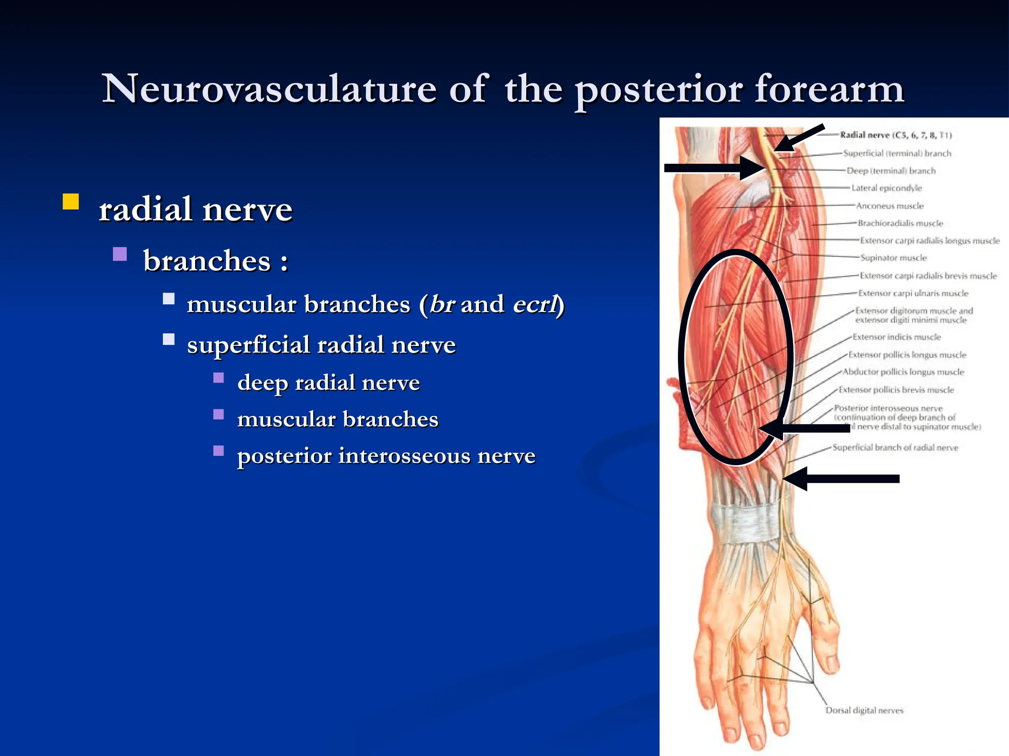 12 Forearm by Dr Smart.ppt377777337738228u | PPT