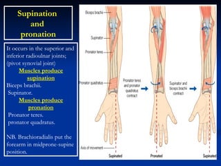 12 Forearm by Dr Smart.ppt377777337738228u | PPT