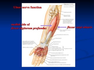 12 Forearm by Dr Smart.ppt377777337738228u | PPT