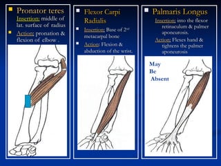 12 Forearm by Dr Smart.ppt377777337738228u | PPT