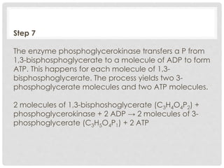 12 glycolysis | PPTX